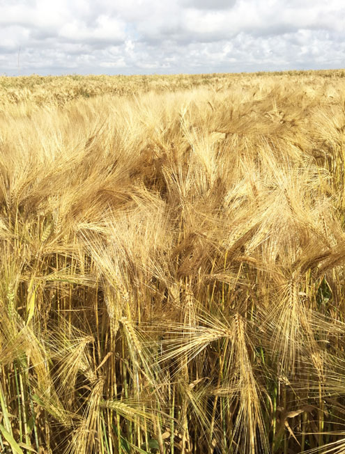 Interest growing in barley for brewing - North Texas e-News