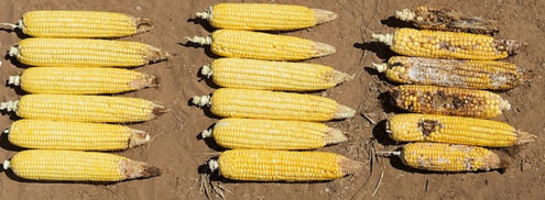 Bt corn trait selection determines caterpillar pest control - North ...