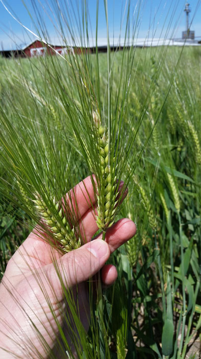 Interest growing in barley for brewing - North Texas e-News
