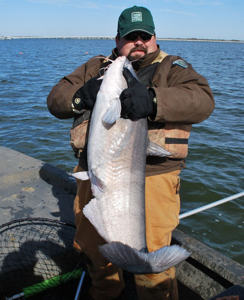 Texas Parks and Wildlife launches big blue catfish study - North Texas ...