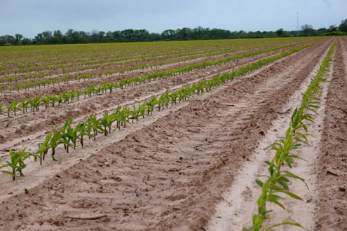 Wet conditions, low supplies could mean good year for corn growers ...