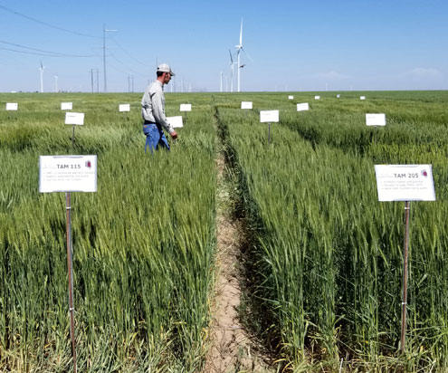 AgriLife 'Top Picks' offered as wheat producers gear up for new wheat ...