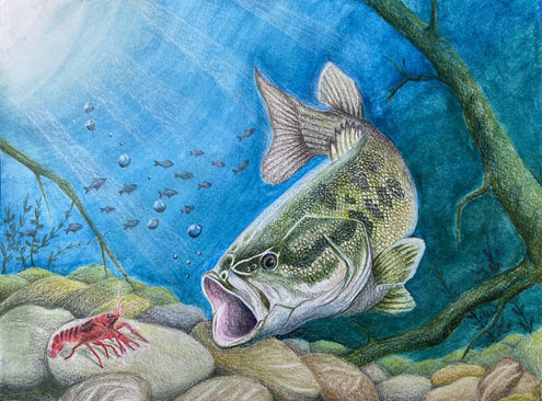 Texas State-Fish Art Contest announces 2021 winners - North Texas e-News