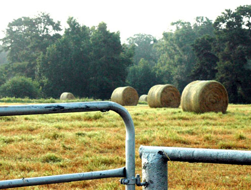 Texas crop, weather: Hay situation good in east, southeast, iffy in ...