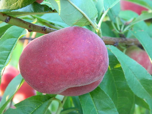 New peach varieties available in January for home gardens across Texas ...