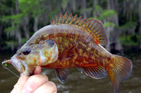 Lake Caddo - an angler's smorgassbord - North Texas e-News