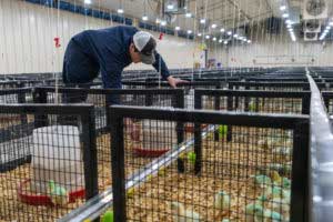 New Texas A&M Department of Poultry Science facility to focus on ...