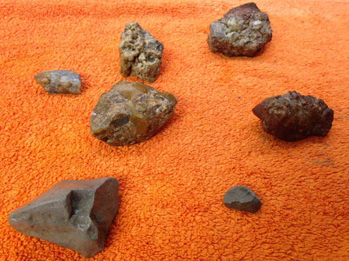 Family, fossils and fiction - North Texas e-News