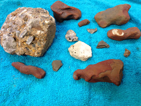 Family, fossils and fiction - North Texas e-News