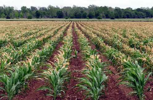 Texas crop, weather: Corn plantings, yield on track after frosts and ...
