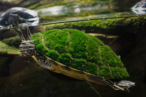 Texas TurtlePalooza at Trinity River Audubon Center June 4 - North ...