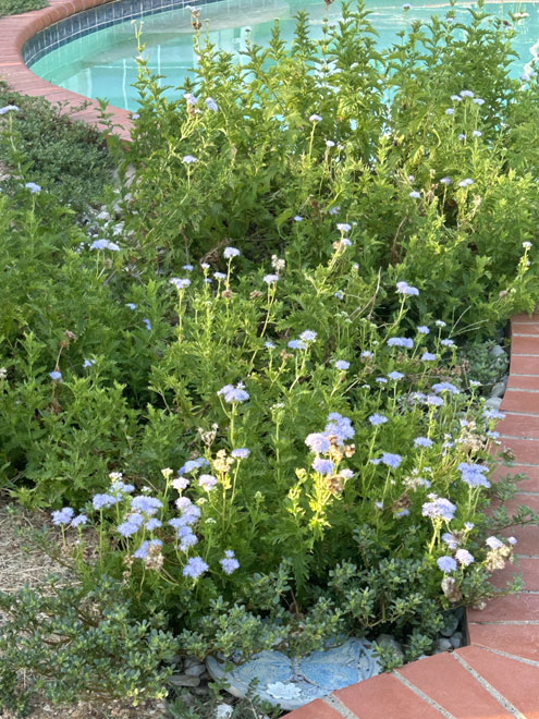 Go native – Gregg’s Mistflower - North Texas e-News