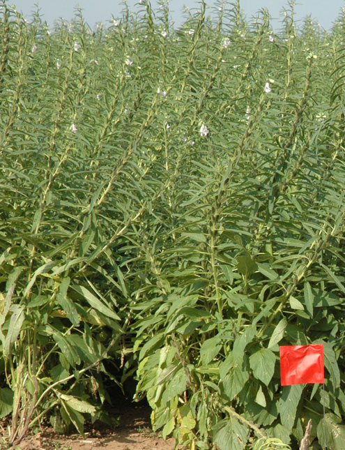 AgriLife Extension expert: Sesame, guar seeing new market interest ...
