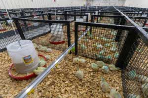 New Texas A&M Department of Poultry Science facility to focus on ...