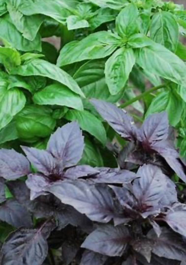 Basil - an herb and a vegetable - North Texas e-News