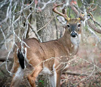 Biologists predict moderate hunting conditions ahead of white-tailed ...