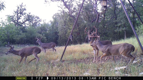 Whitetail rut in early stages - North Texas e-News