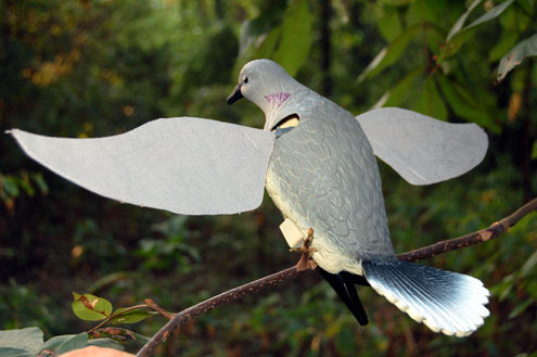 Tips for hunting dove hunting - North Texas e-News