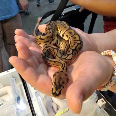 Repticon presents: Repticon Dallas March 4-5 - North Texas e-News