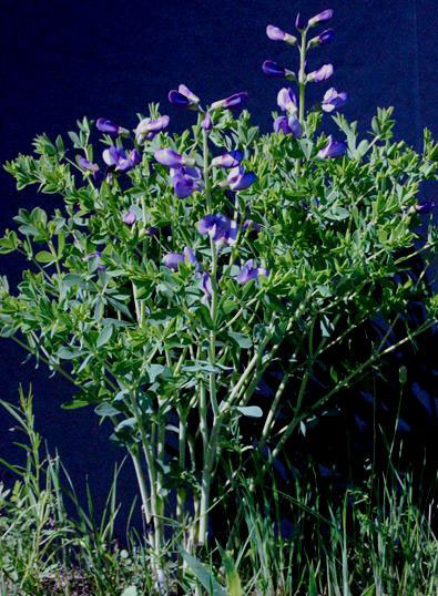 Blue wild indigo - North Texas e-News