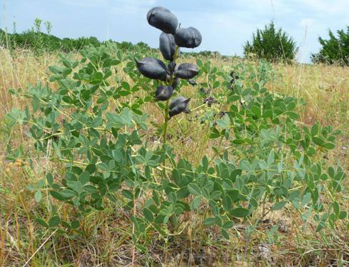 Blue wild indigo - North Texas e-News
