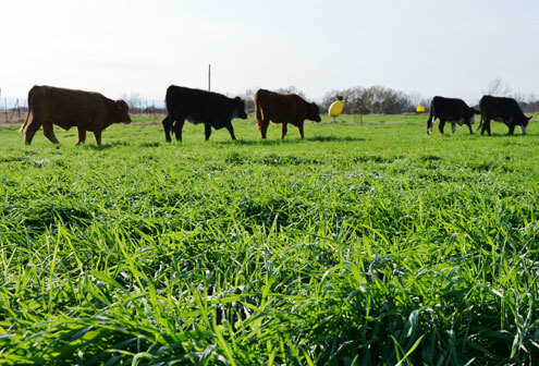 Research trials focus on winter pasture stocking strategies - North ...