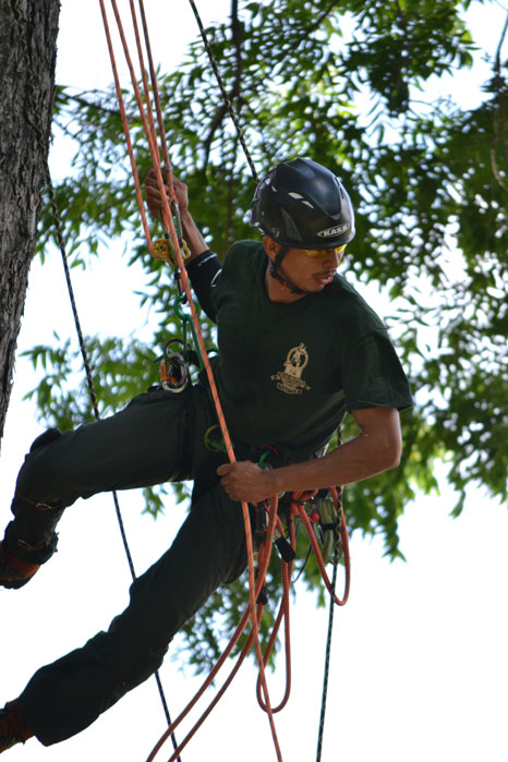 Dallas tree climber proves he is the best climber in North America ...