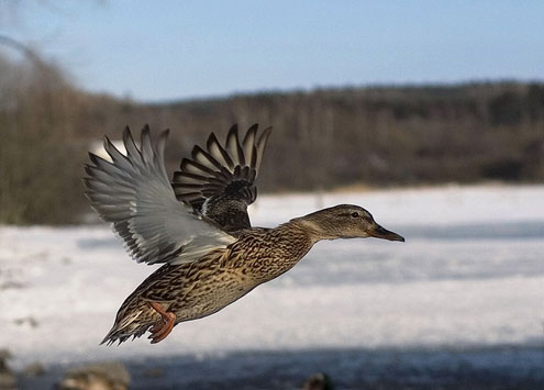 The call of the wild: The serious business of duck hunting in Eastern ...