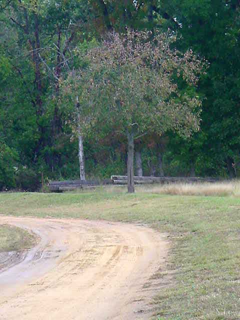 Memory Lane's haunted grounds welcome special children - North Texas e-News