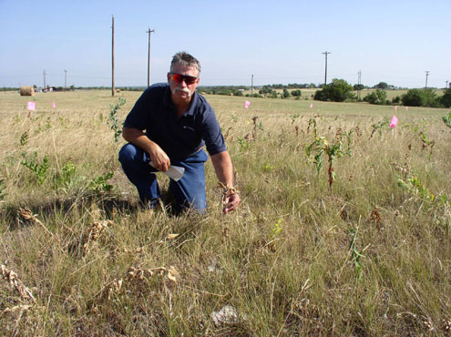 Green milkweed control - North Texas e-News