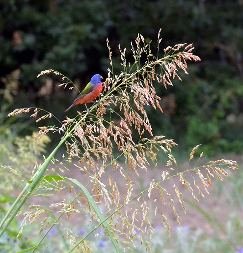 Are painted buntings on the increase in North Texas? - North Texas e-News